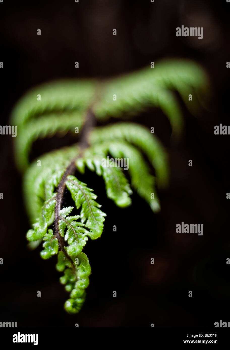 Silver Ferns New Zealand Stock Photo - Alamy