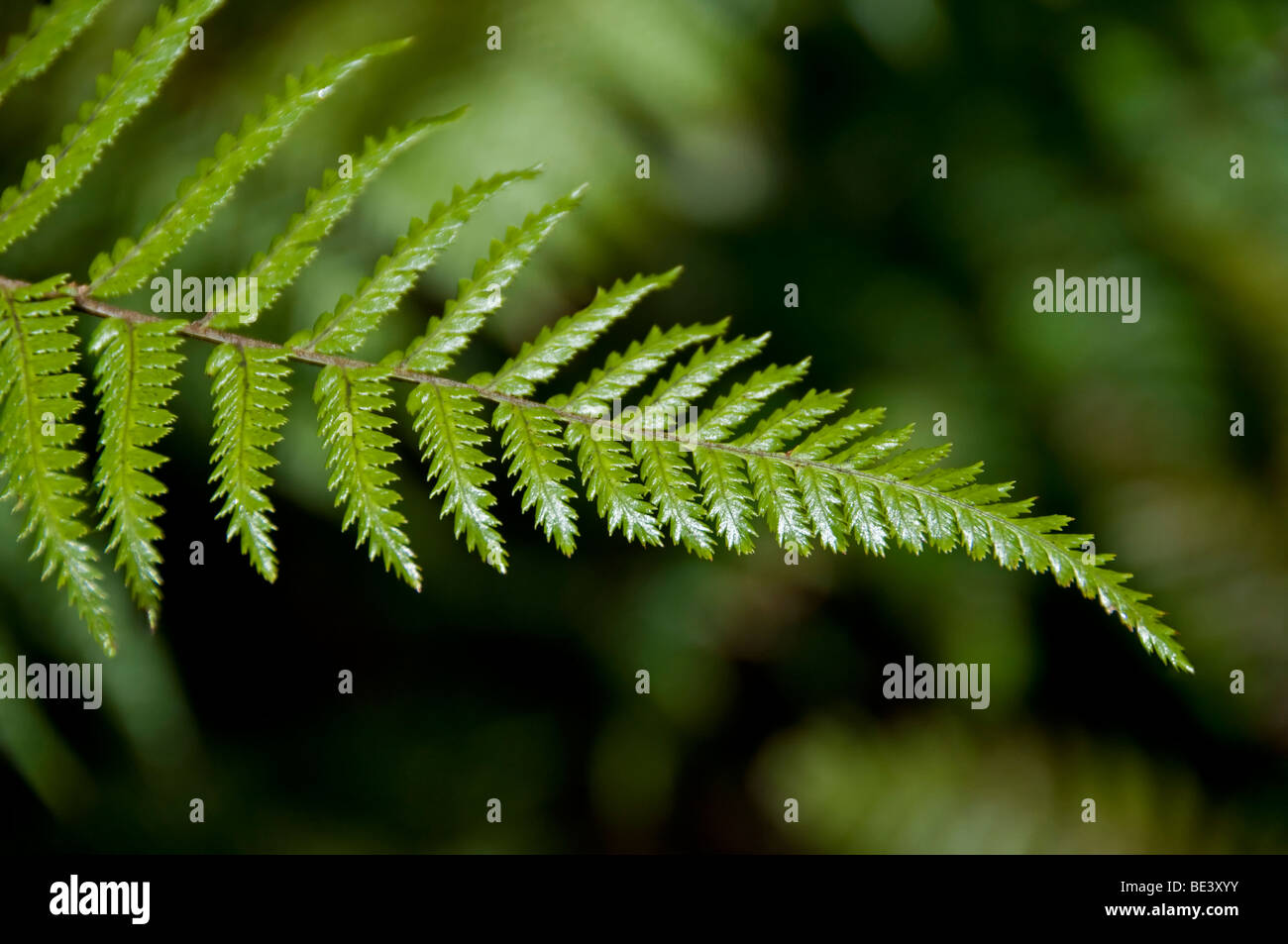 Silver Ferns New Zealand Stock Photo - Alamy