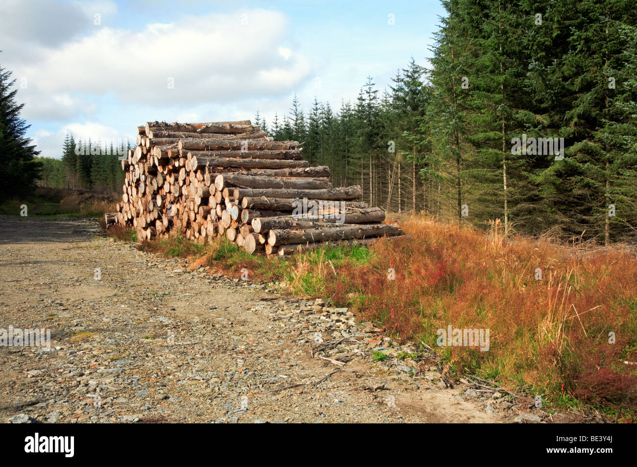 Pile of commercially produced logs awaiting collection in the Correen ...