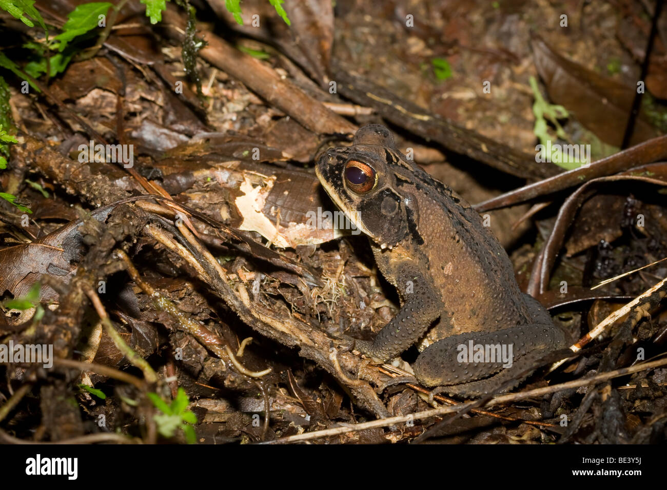 Wet forest toad (Incilius melanochlorus). Photographed in the mountain ...
