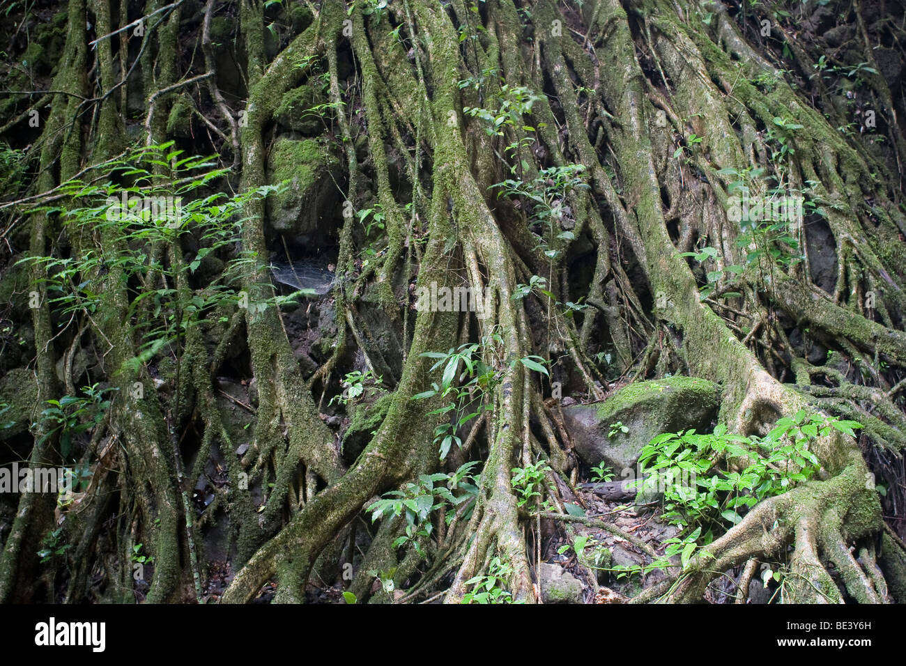 Tangled roots. Photographed in Costa Rica Stock Photo - Alamy