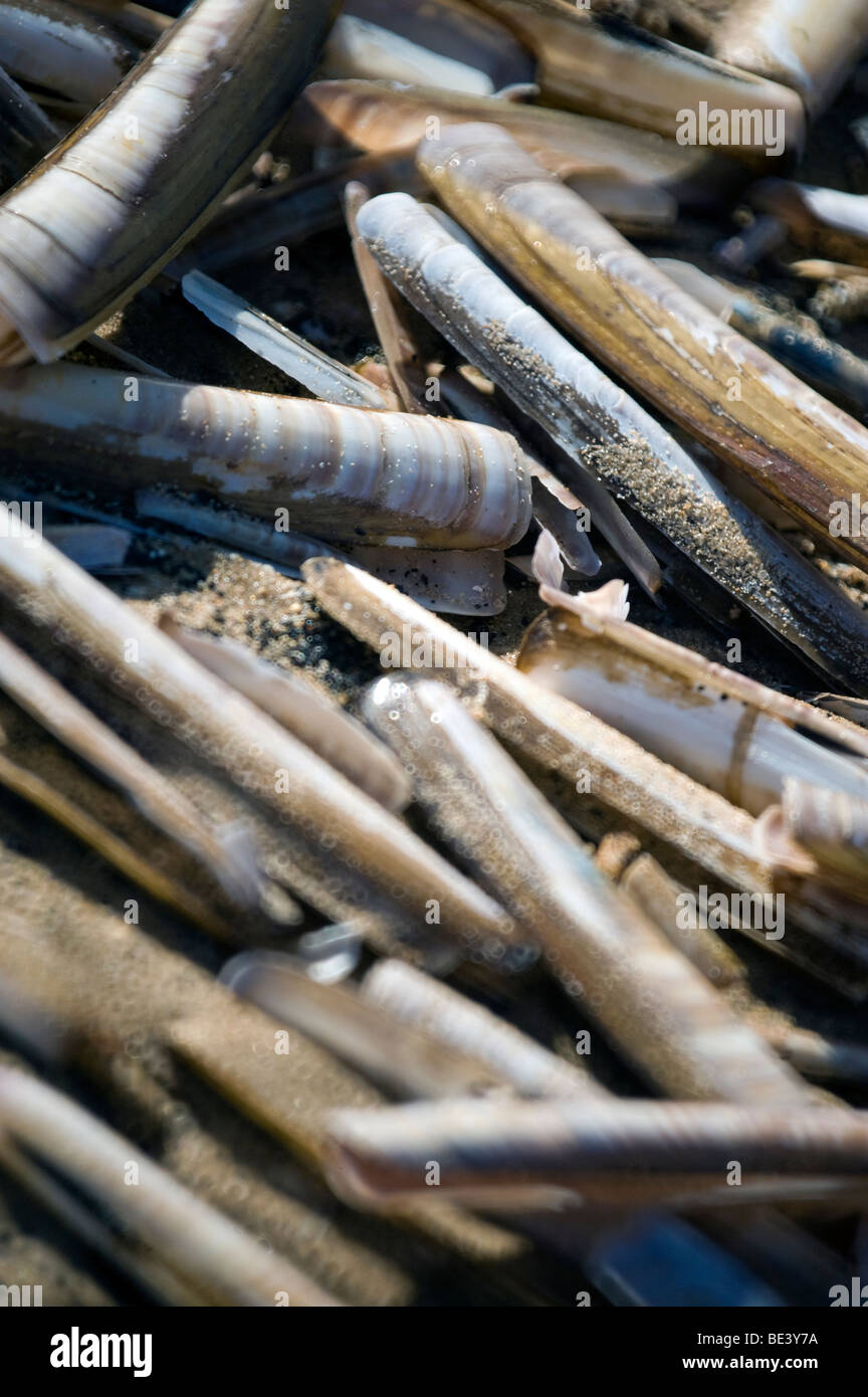 empty razor shells on beach at titchmarsh norfollk england Stock Photo ...