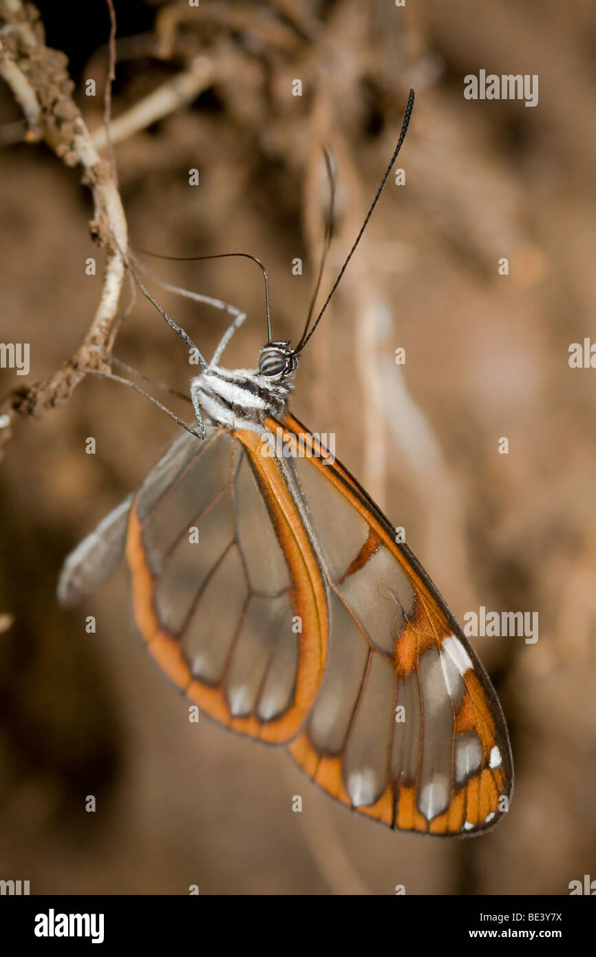 Clearwing butterfly, order Lepidoptera, family Nymphalidae ...