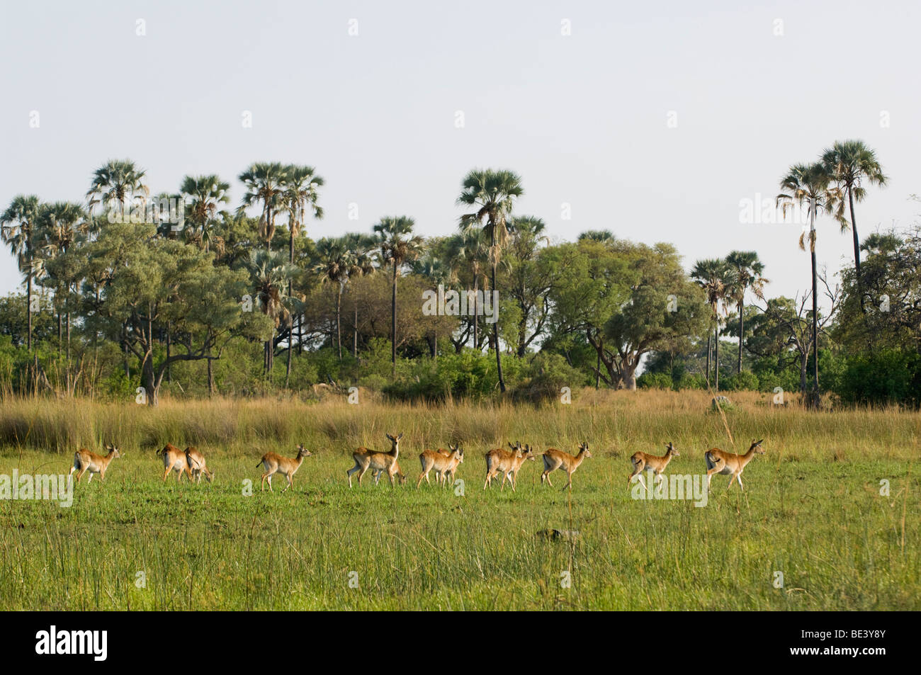 Lechwe antelope hi-res stock photography and images - Alamy