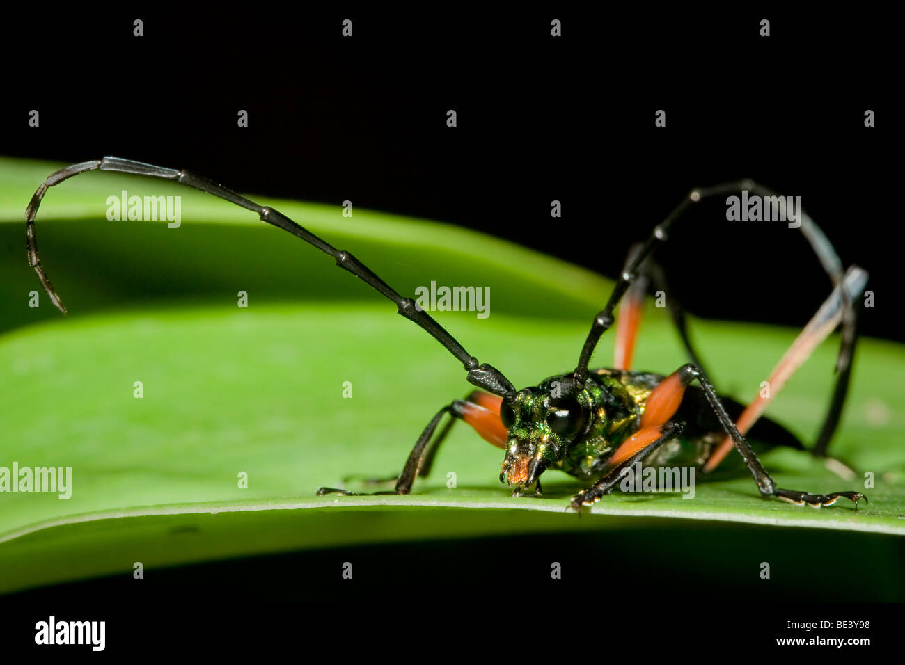 A long-horned wood-boring beetle, family Cerambycidae, in the mountain ...