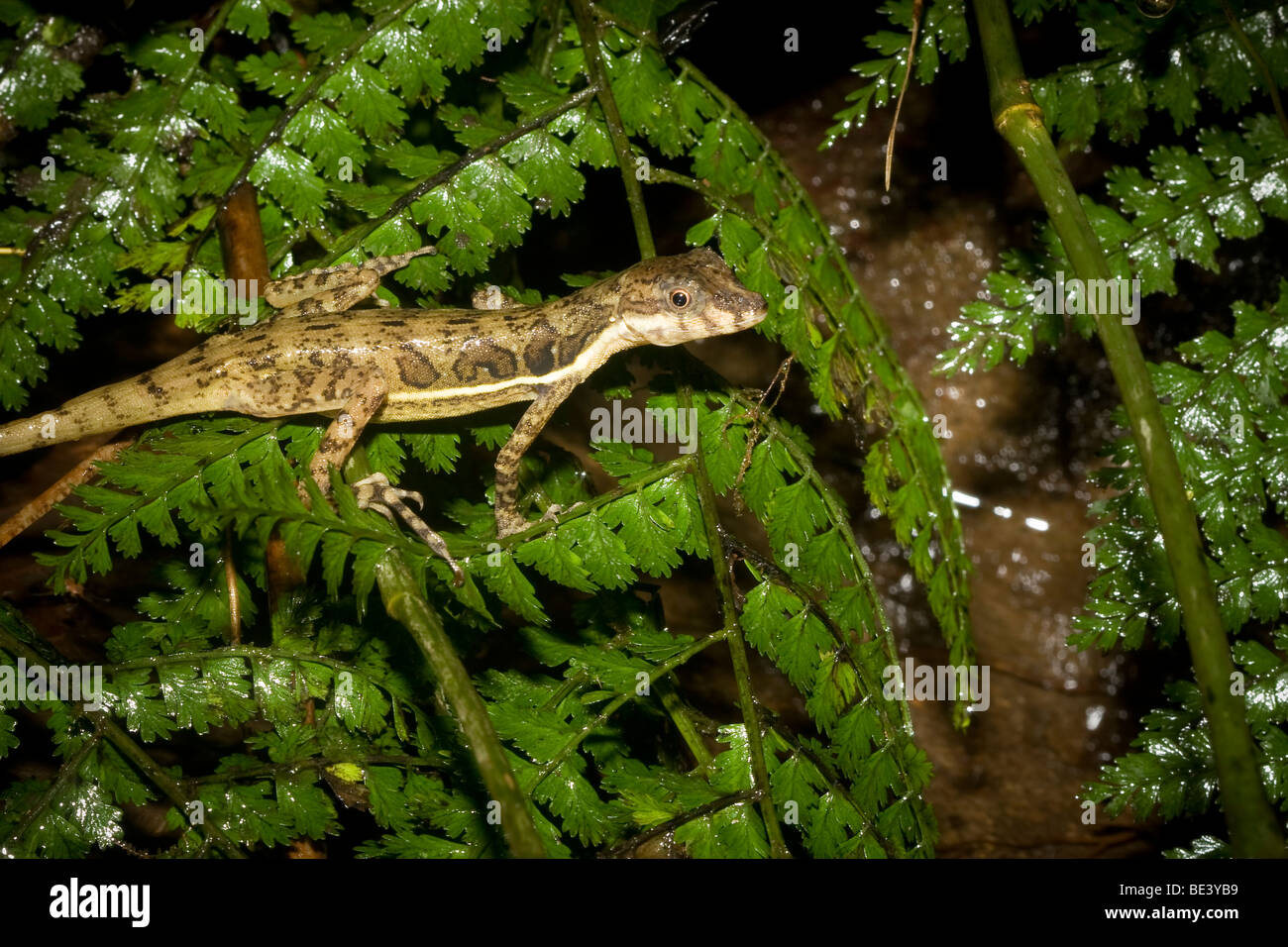 Anole lizard bubble hi-res stock photography and images - Alamy