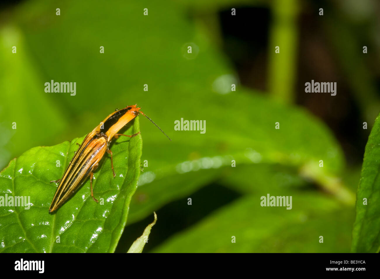 Tropical click beetle, Semiotus superbus. Photographed in Costa Rica ...