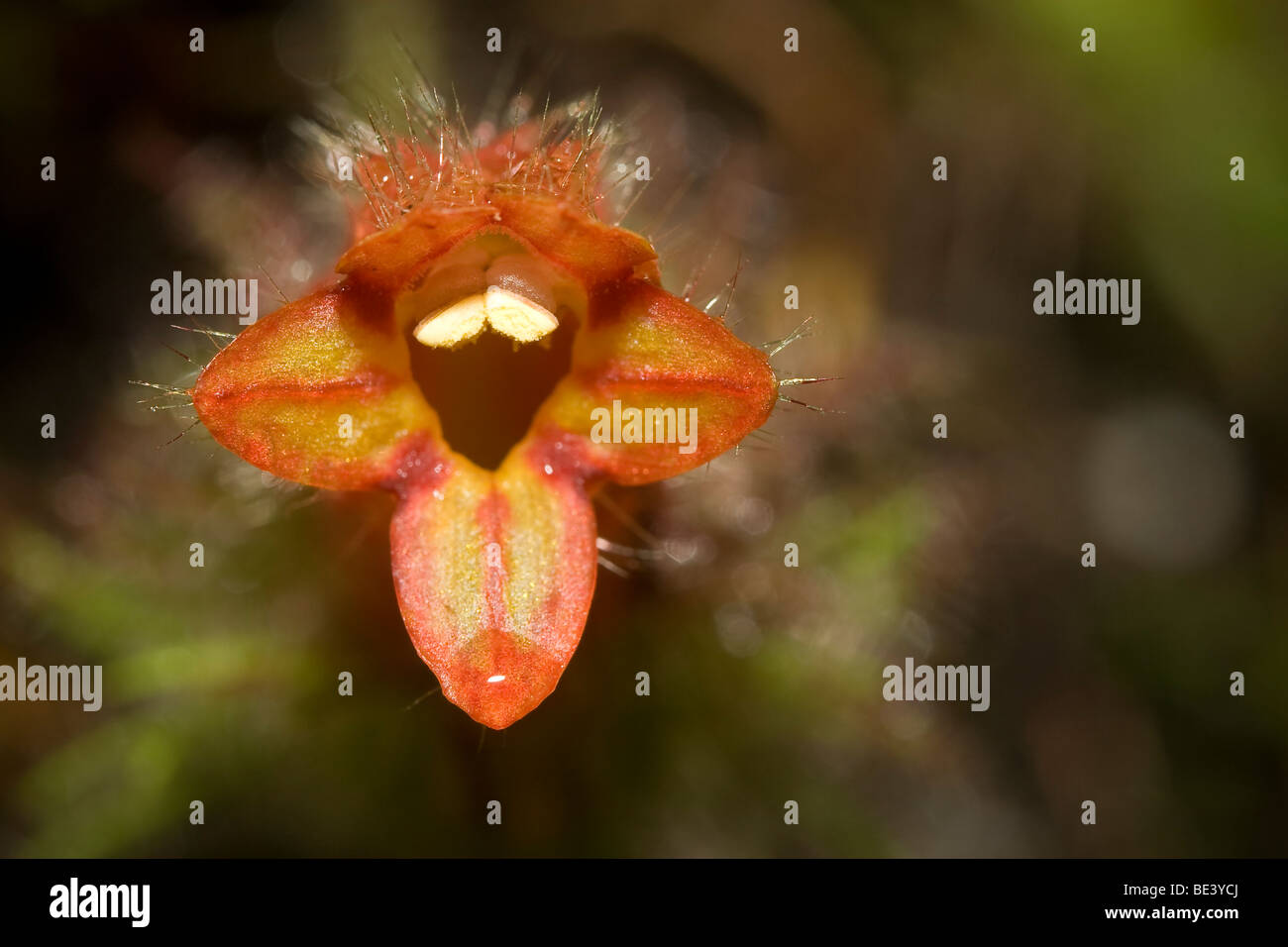 Columnea hi-res stock photography and images - Alamy