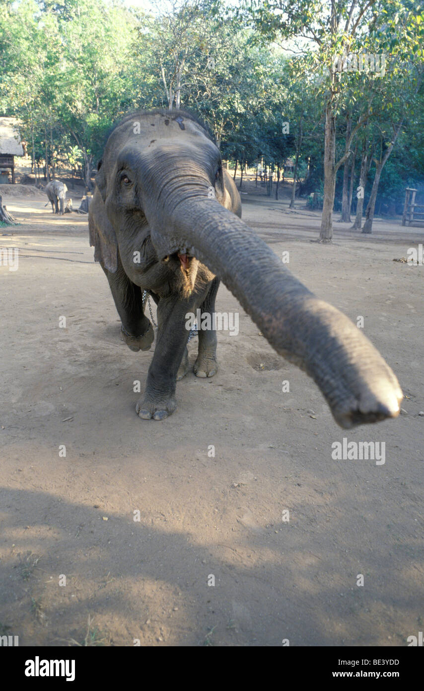 Elephant with a long trunk Stock Photo - Alamy