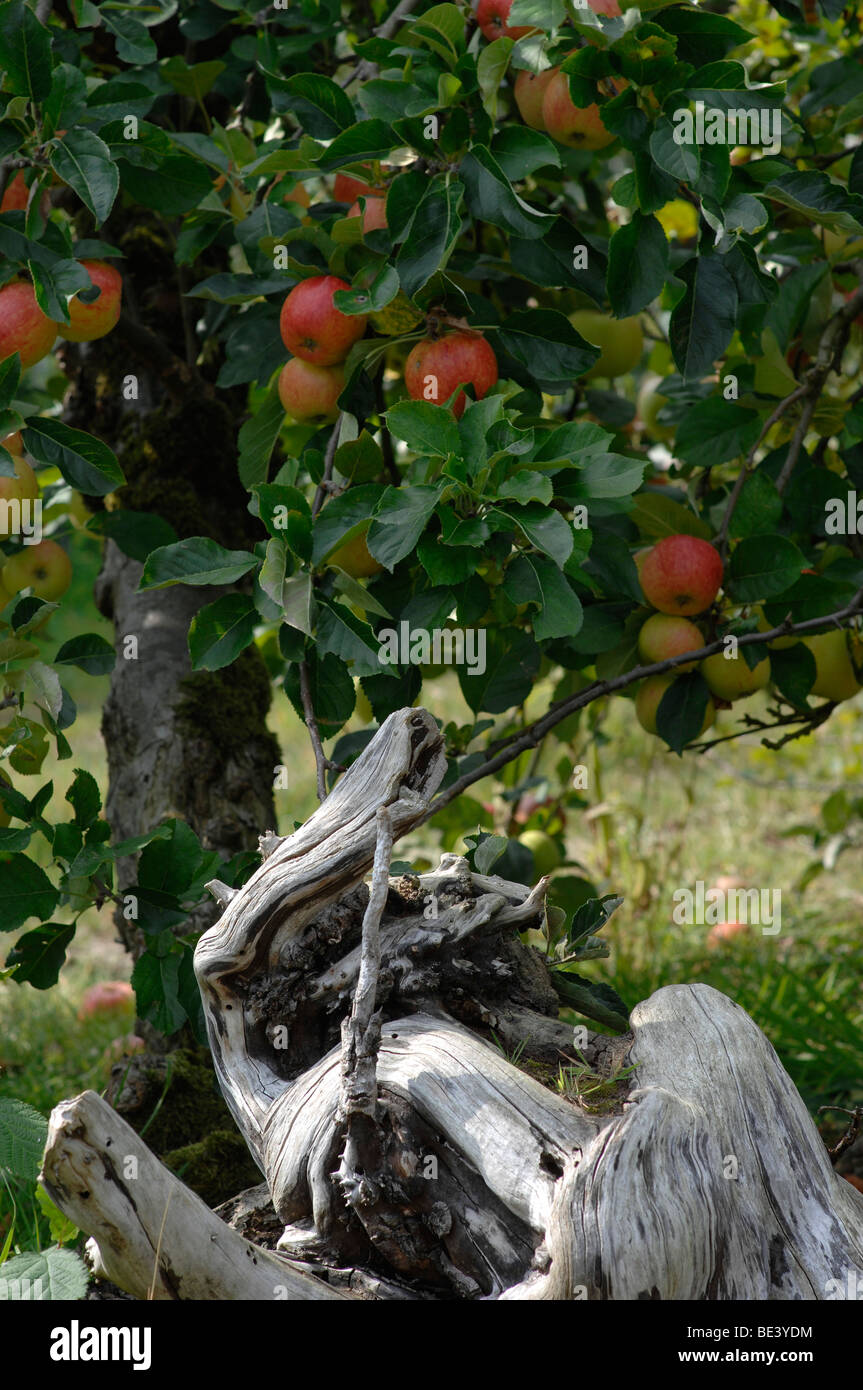 Kent fruit industry hi-res stock photography and images - Alamy