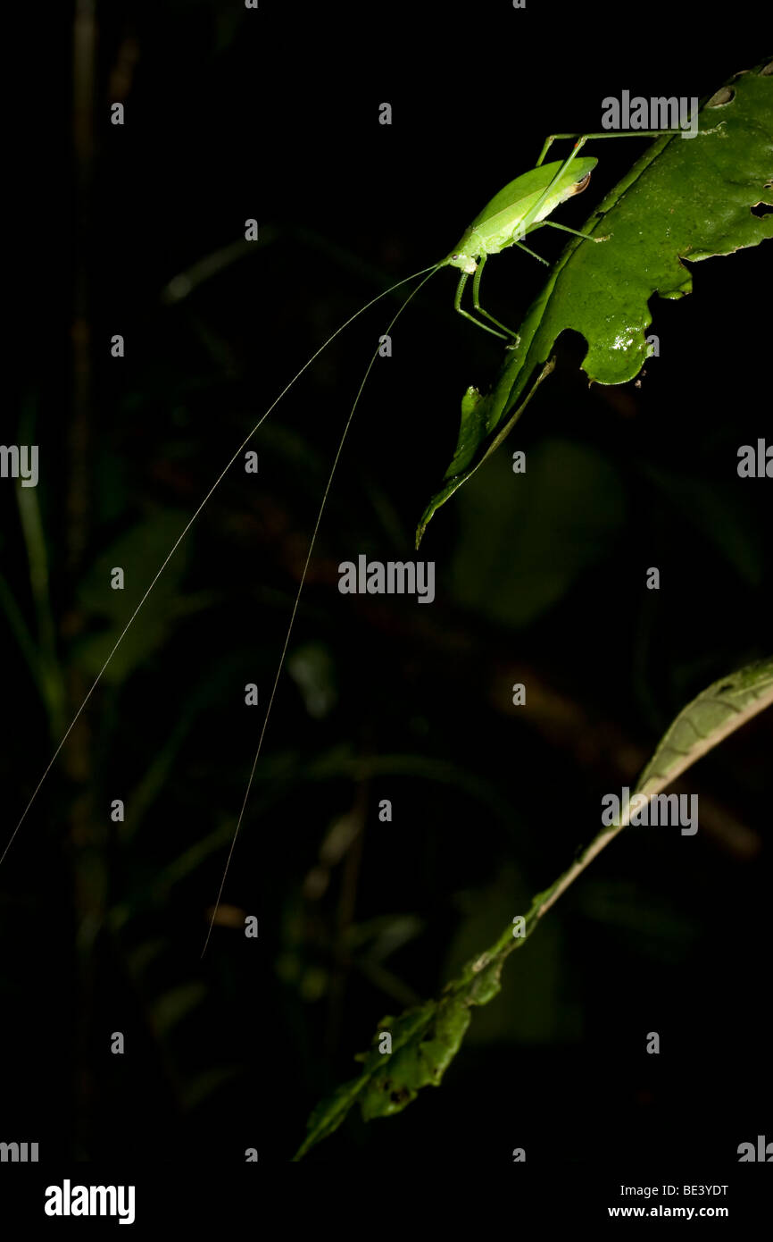 A katydid, family Tettigoniidae, order Orthoptera, with extremely long ...