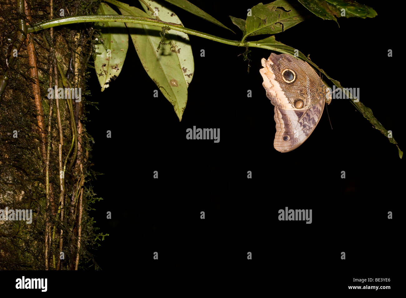 An owl butterfly, Caligo sp., at rest underneath a leaf. Photographed ...