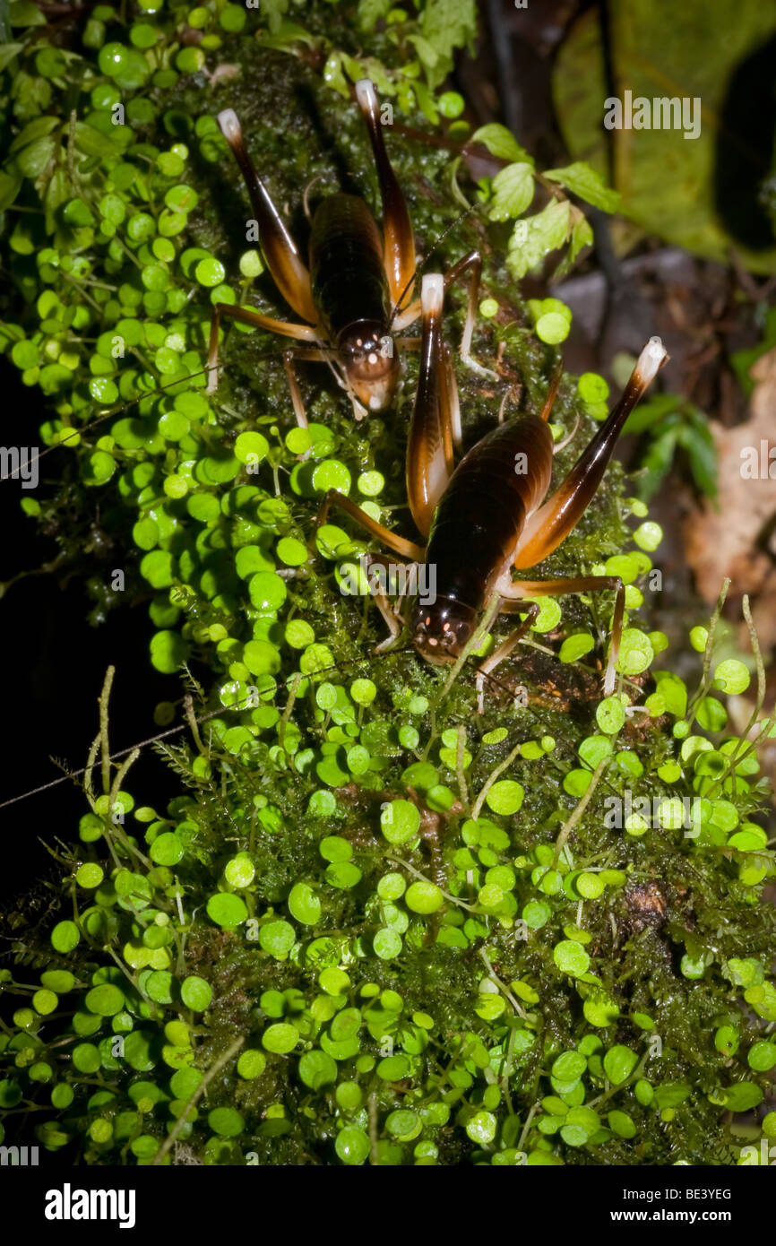 Pair of cave crickets, family Rhaphidophoridae, order Orthoptera ...