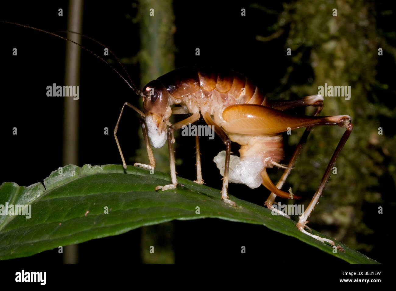 Female cave cricket. Her nutrient-rich nuptial gift is visible. She is ...