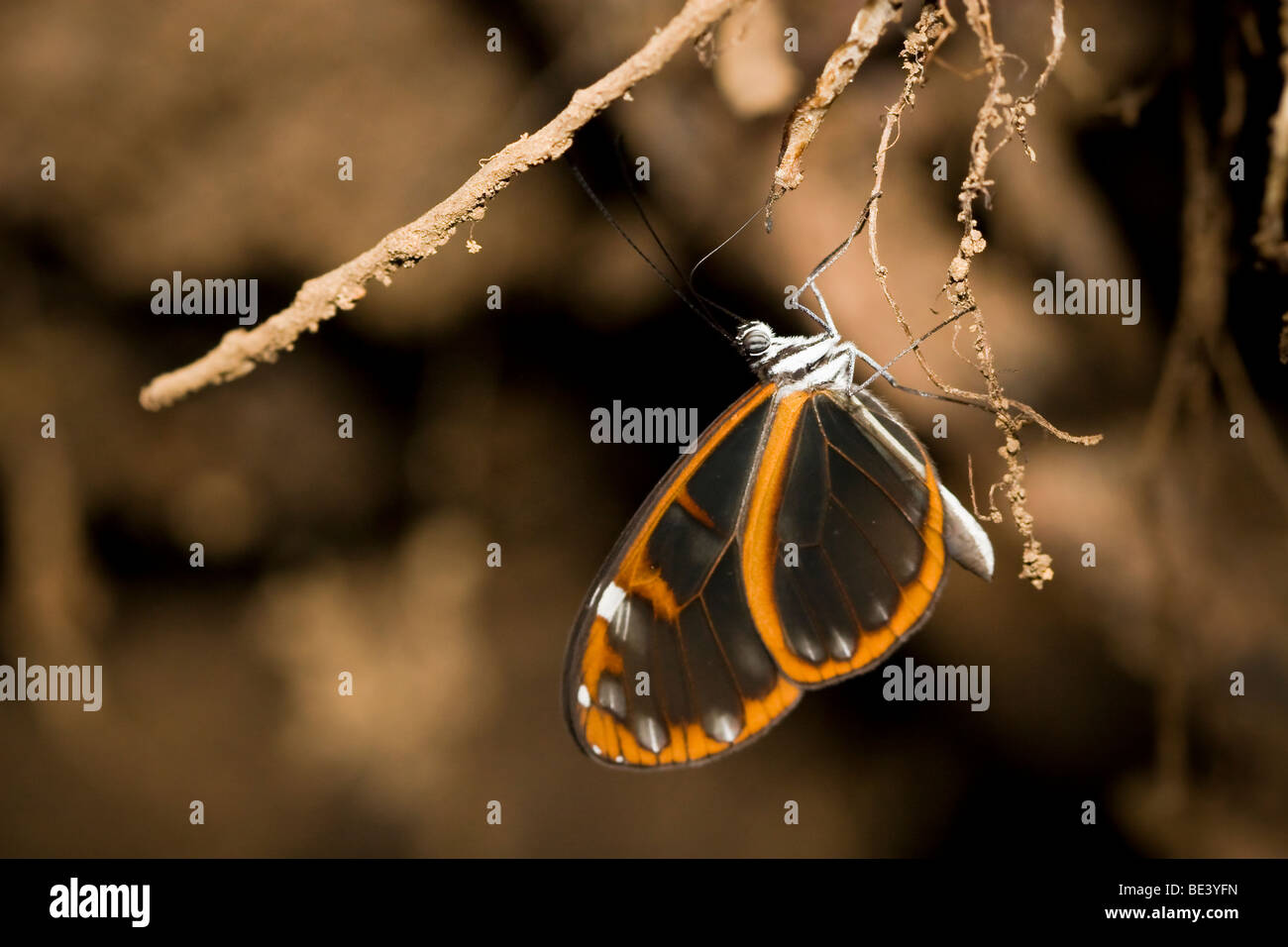 Clearwing butterfly, order Lepidoptera, family Nymphalidae ...