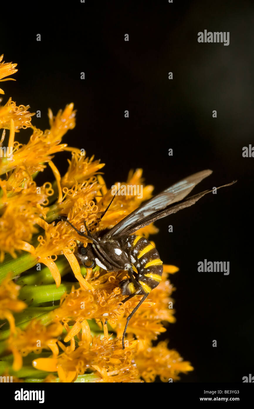 A well-disguised moth employing Batesian mimicry to imitate a wasp ...