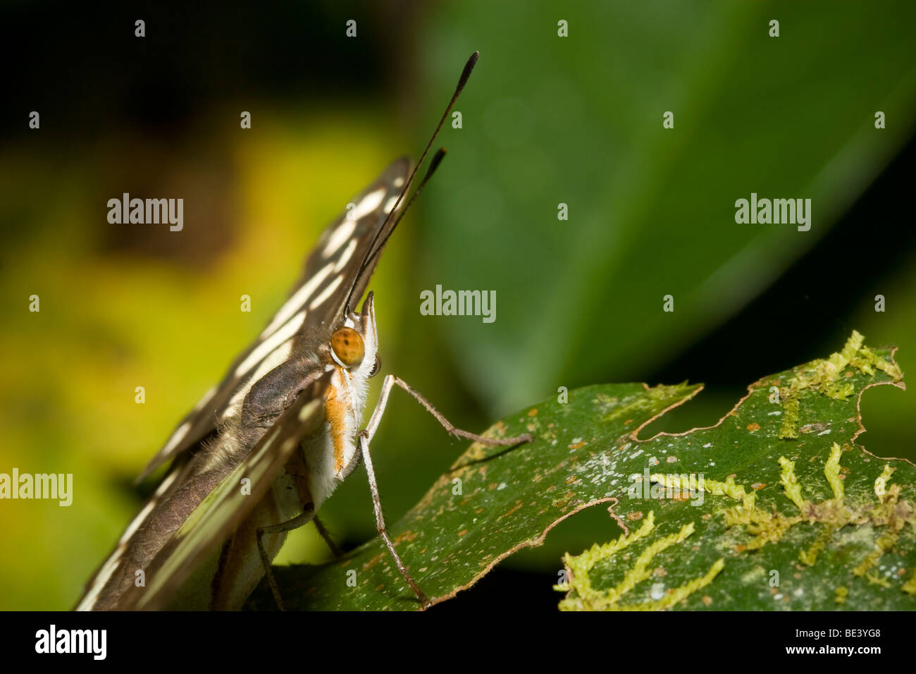 Brush-footed butterfly, order Lepidoptera, family Nymphalidae ...