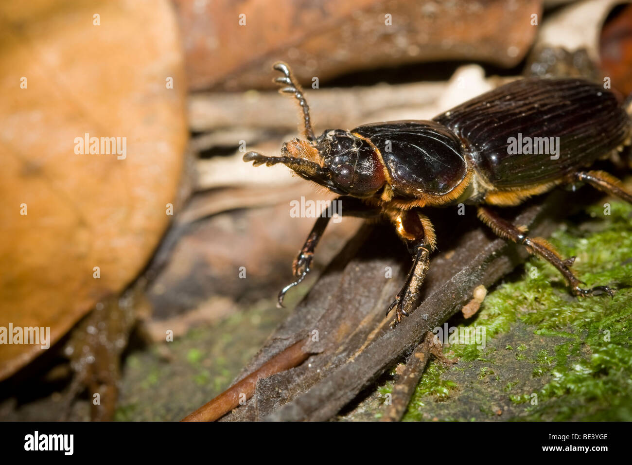 Coleoptera family passalidae hi-res stock photography and images - Alamy