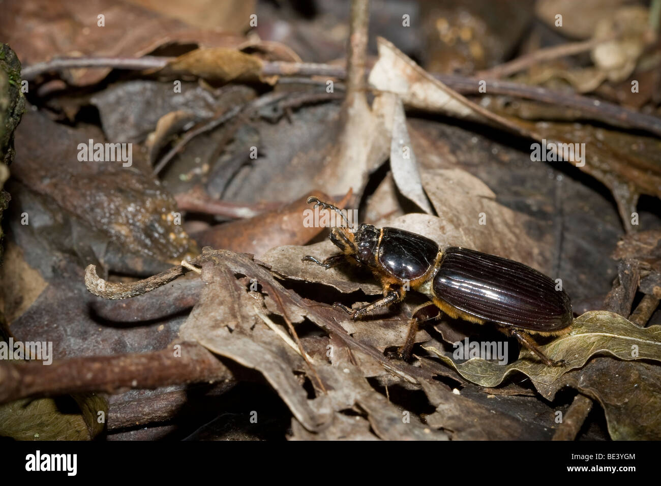 Coleoptera family passalidae hi-res stock photography and images - Alamy