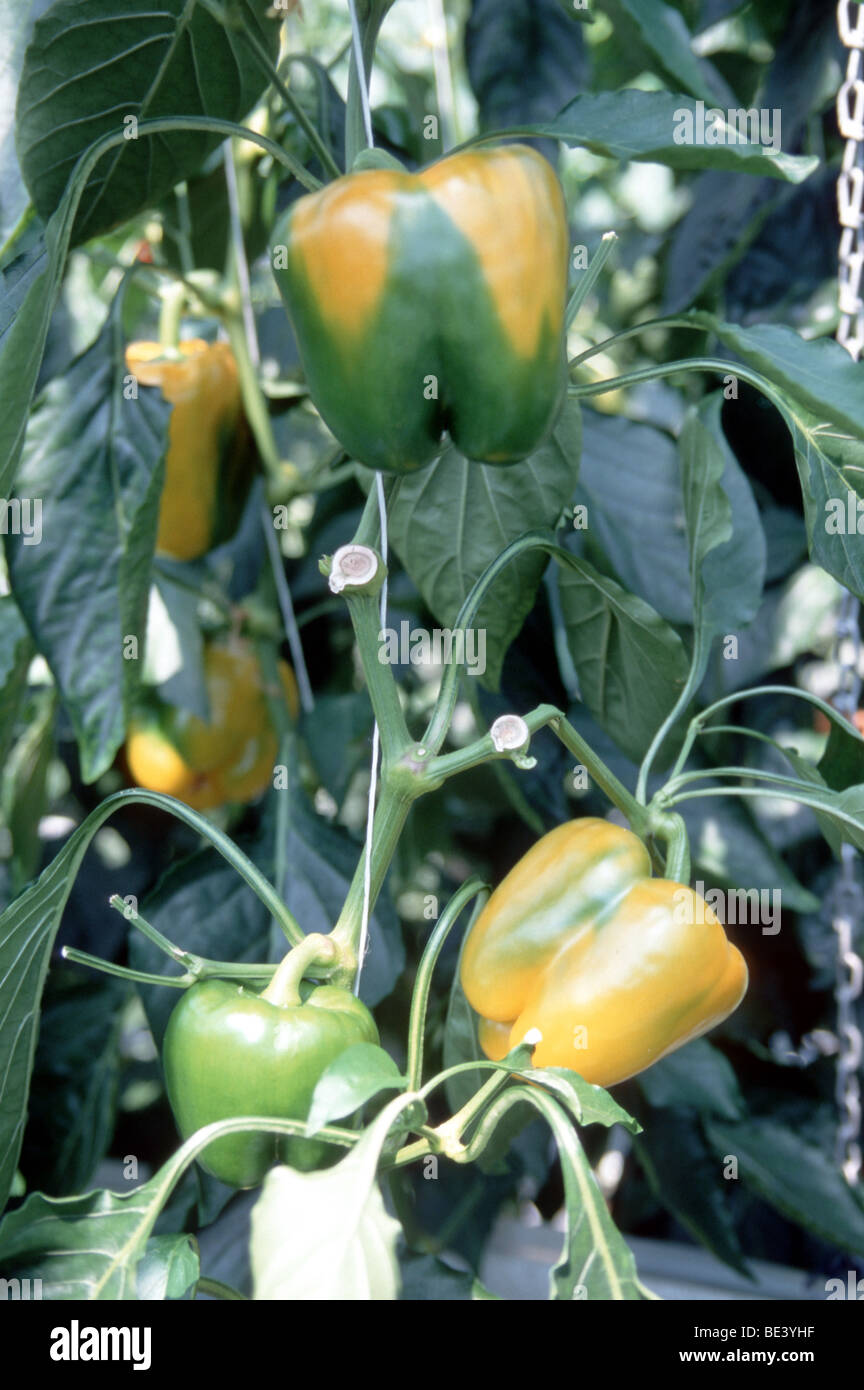 Chilli plants in a greenhouse hi-res stock photography and images - Alamy