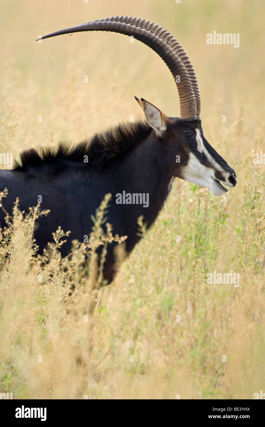Close up sable antelope okavango delta hi-res stock photography and ...