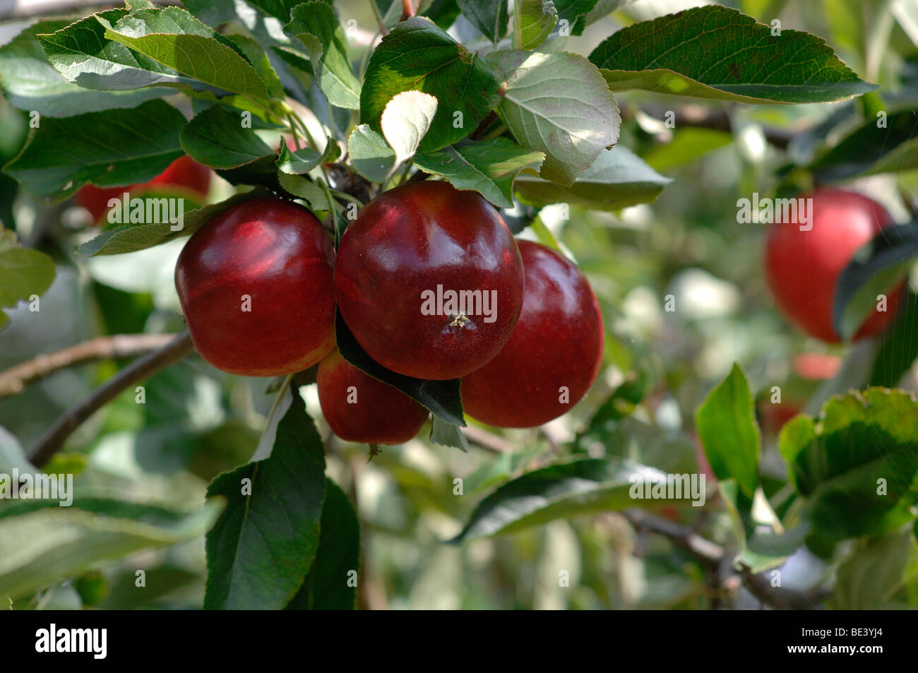 Discovery apples picking hi-res stock photography and images - Alamy