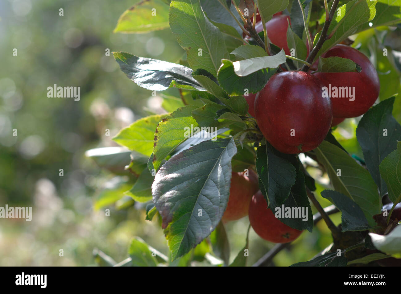 Apple orchard in Kent Stock Photo - Alamy