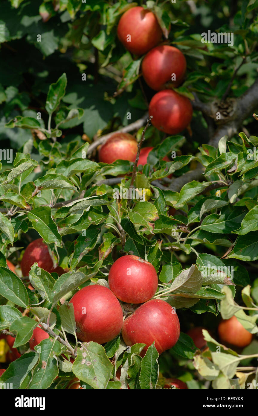 Discovery apples picking hi-res stock photography and images - Alamy