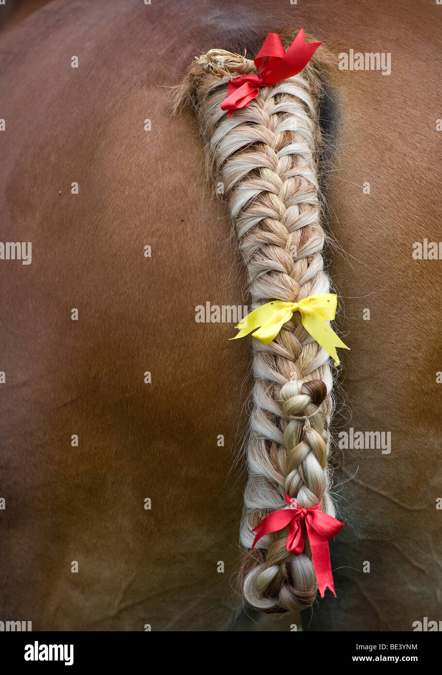 Rump horse hi-res stock photography and images - Alamy