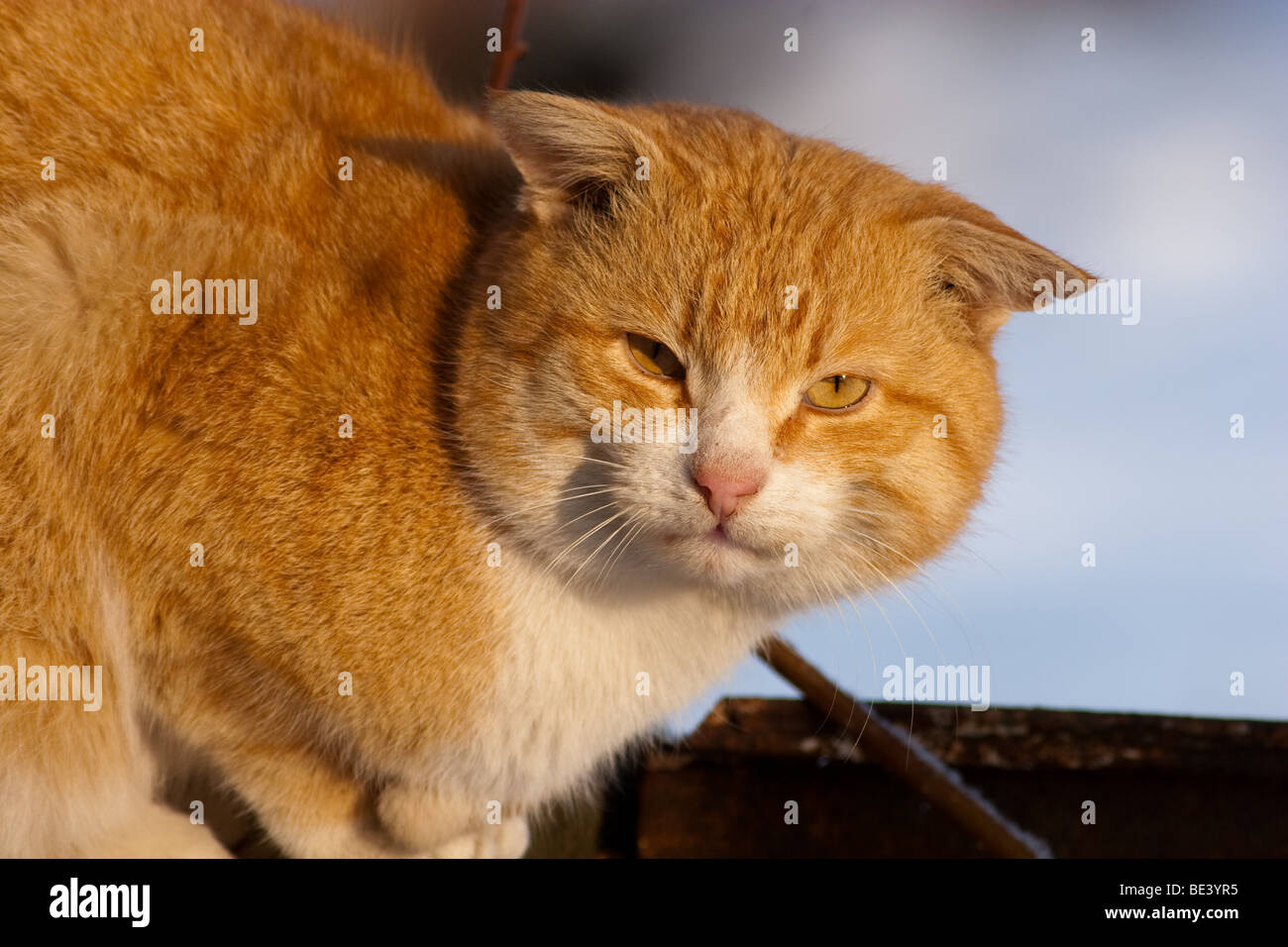 Cat Ear Lowered at Sean Mahomed blog