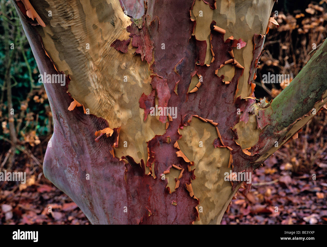 A close up picture of the peeling bark of the Stewartia Sinensis Stock ...
