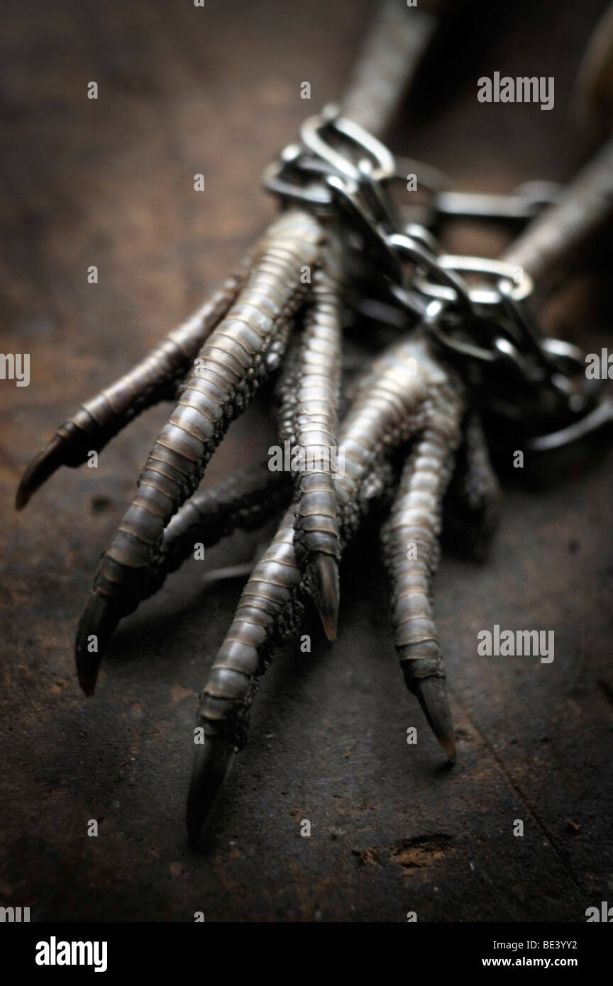 Birds feet hi-res stock photography and images - Alamy