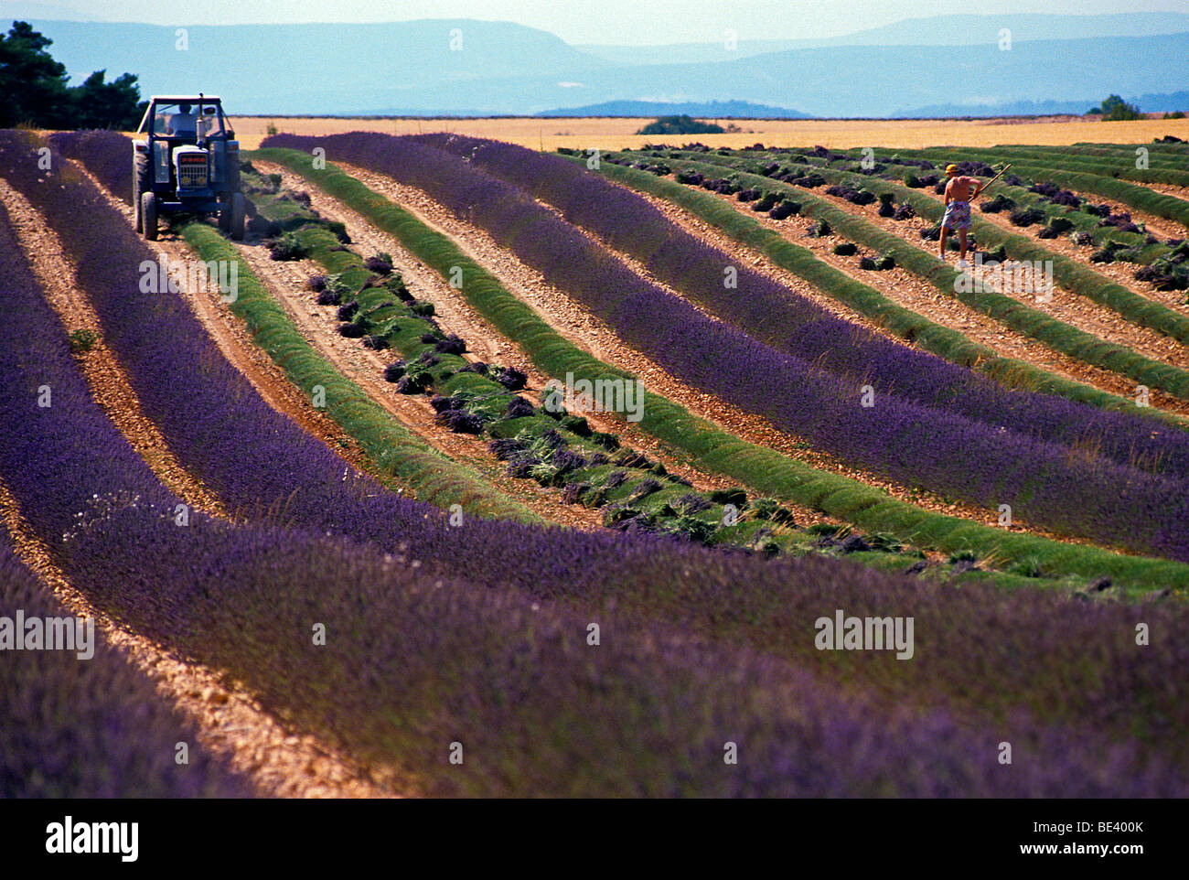 Lavender fields in the Ventoux region of the Haute Provence in the ...