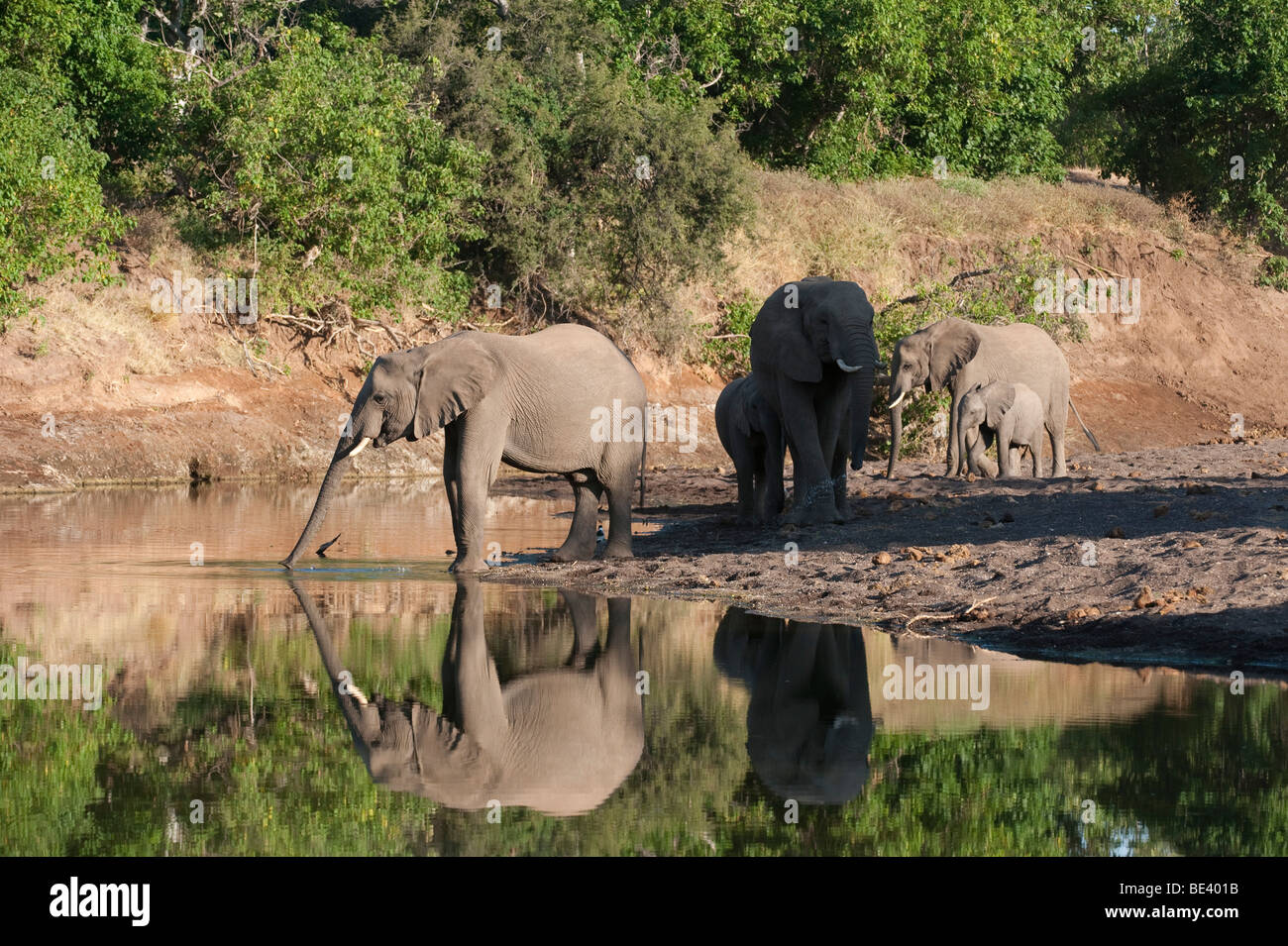 African elephant ( Loxodonta africana africana), Tuli Block, Botswana ...