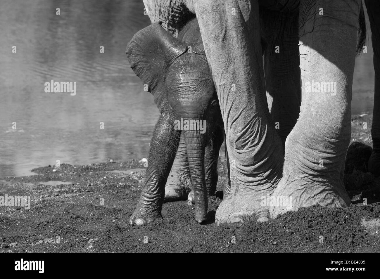 Baby elephant botswana Black and White Stock Photos & Images - Alamy