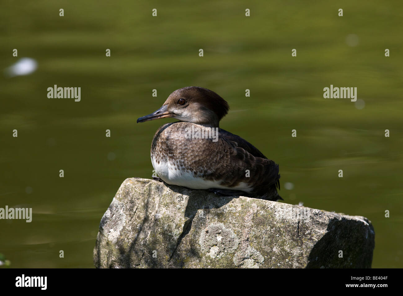 Smew duck hi-res stock photography and images - Alamy
