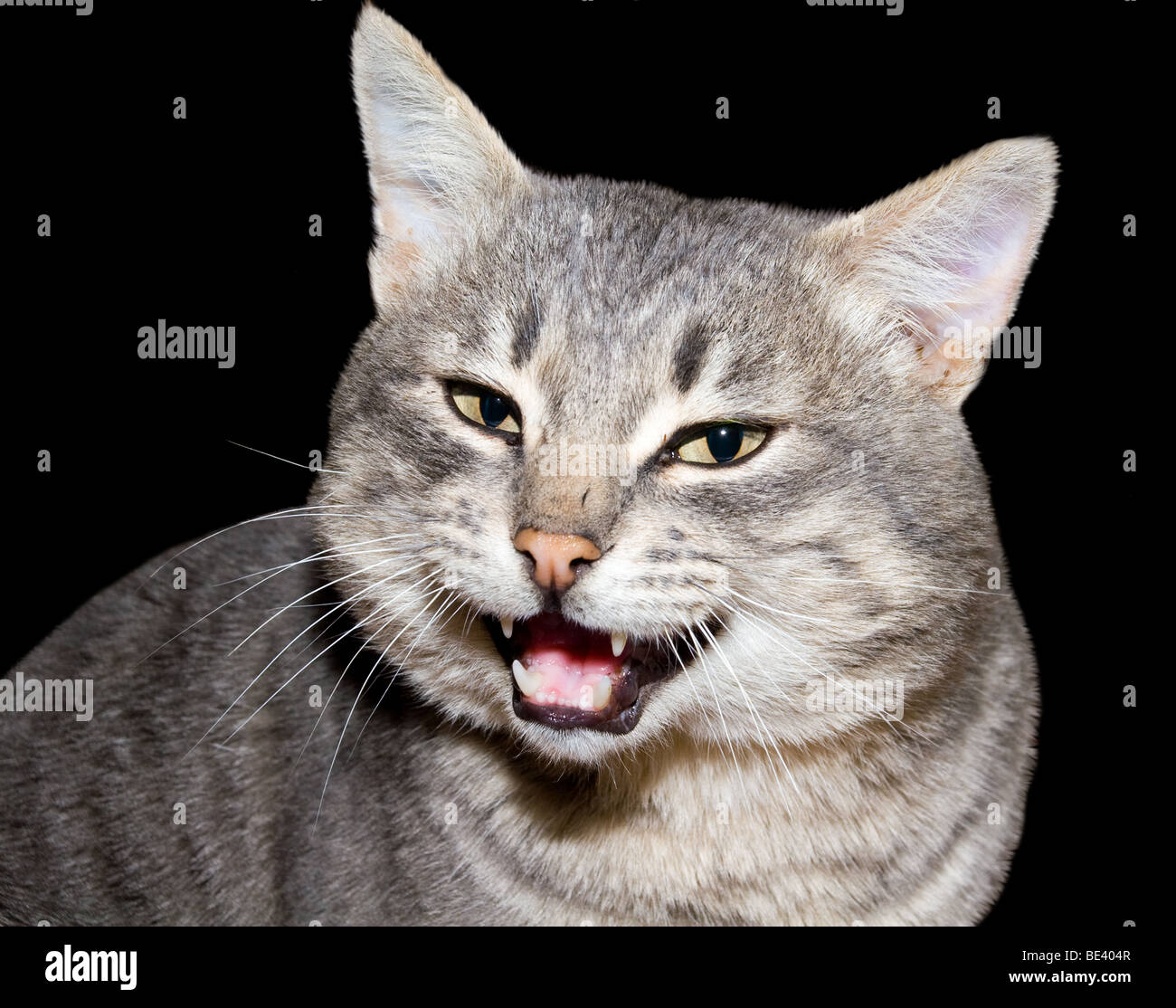 Muzzle of a mewing cat on a black background Stock Photo - Alamy