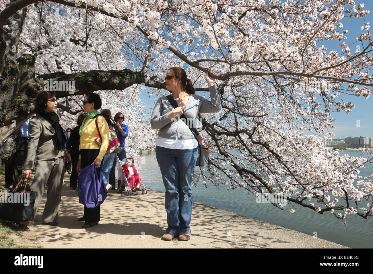 People enjoy the cherry blossoms in Washington, DC Stock Photo - Alamy