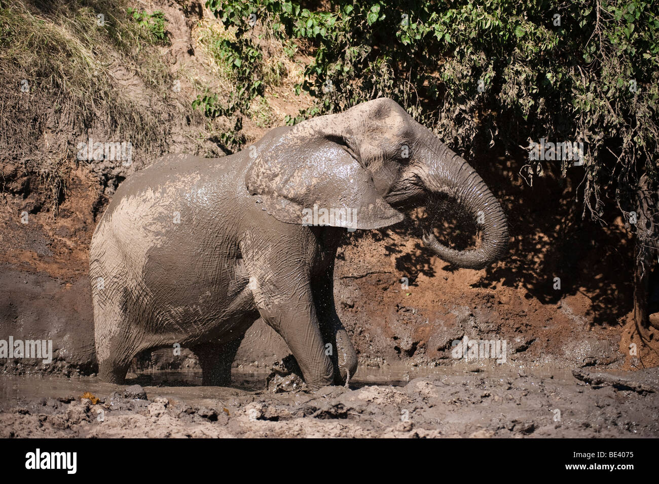 African elephant ( Loxodonta africana africana) taking a mud bath, Tuli ...