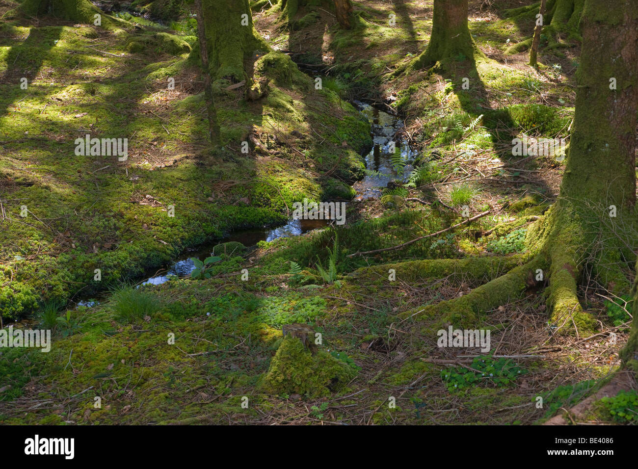 Scottish landscape with forest hi-res stock photography and images - Alamy