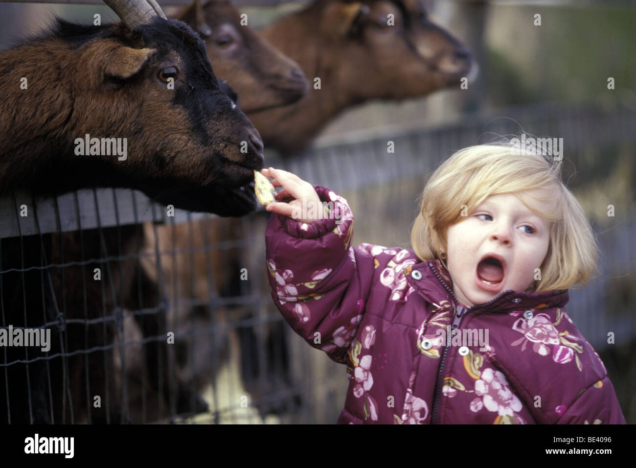 Scared kid with animals hi-res stock photography and images - Alamy