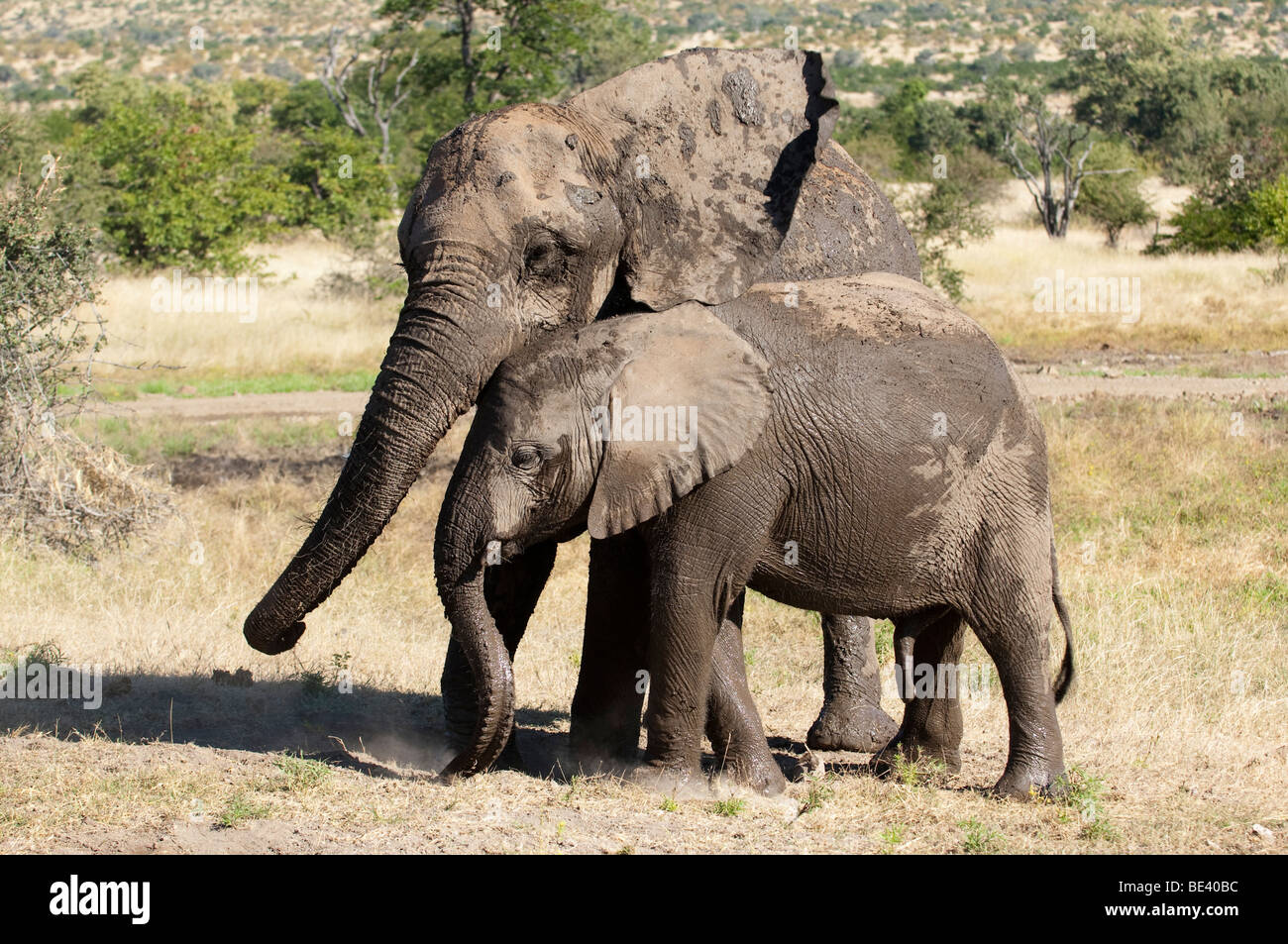 African elephant ( Loxodonta africana africana), Tuli Block, Botswana ...
