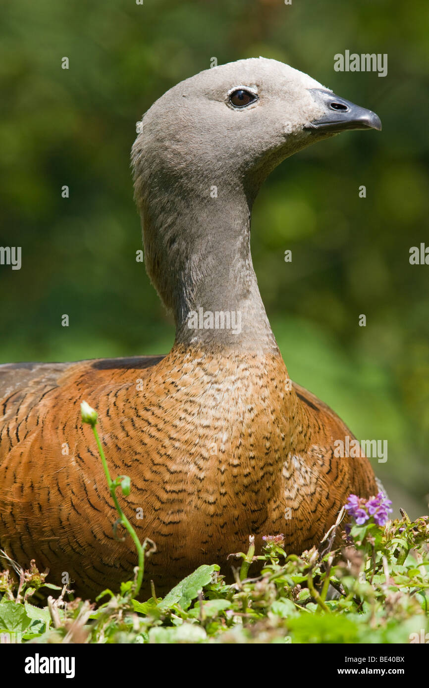 Ashy-headed goose (Chloephaga poliocephala Stock Photo - Alamy
