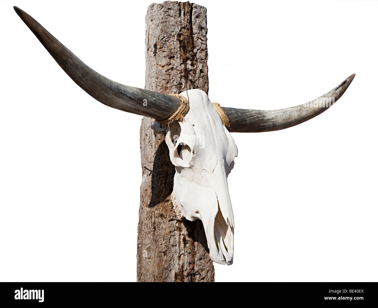 Longhorn skull hi-res stock photography and images - Alamy