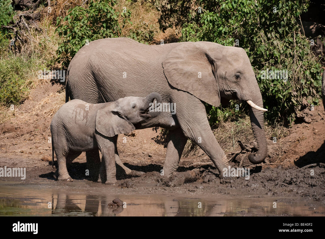 African elephant ( Loxodonta africana africana), Tuli Block, Botswana ...