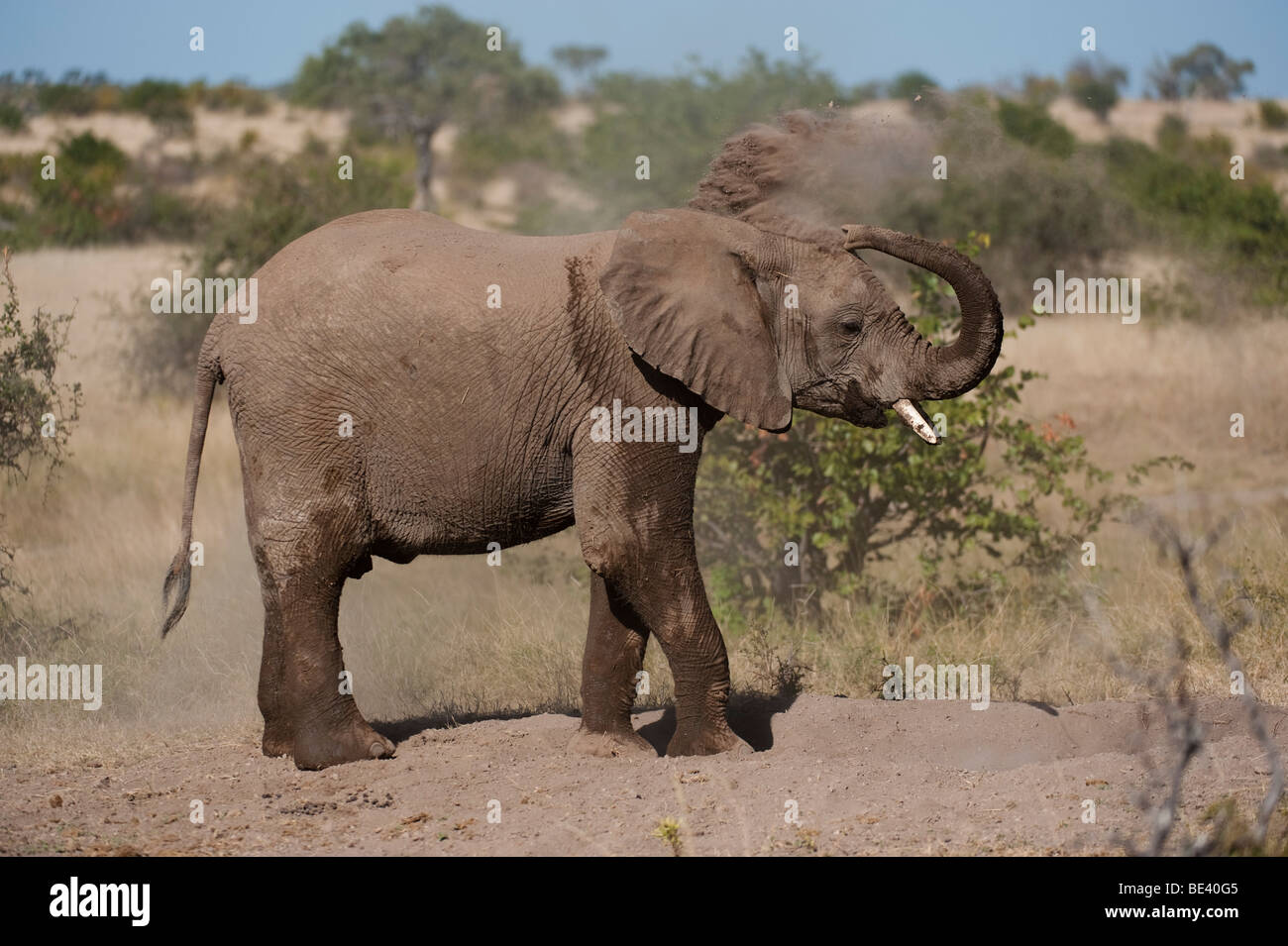 African elephant ( Loxodonta africana africana), Tuli Block, Botswana ...