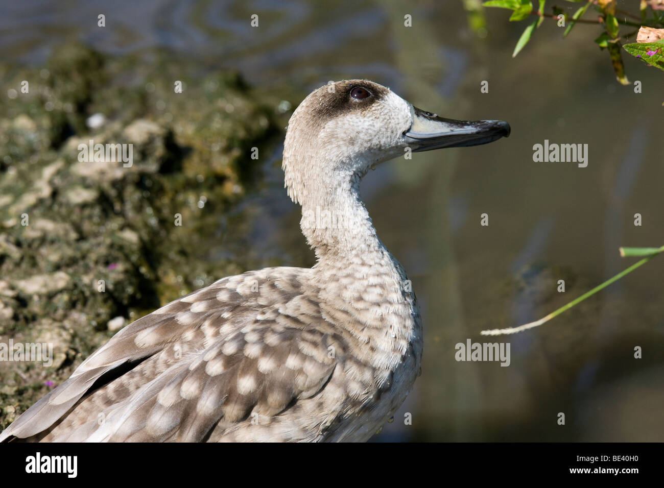 Inquisitive duck hi-res stock photography and images - Alamy