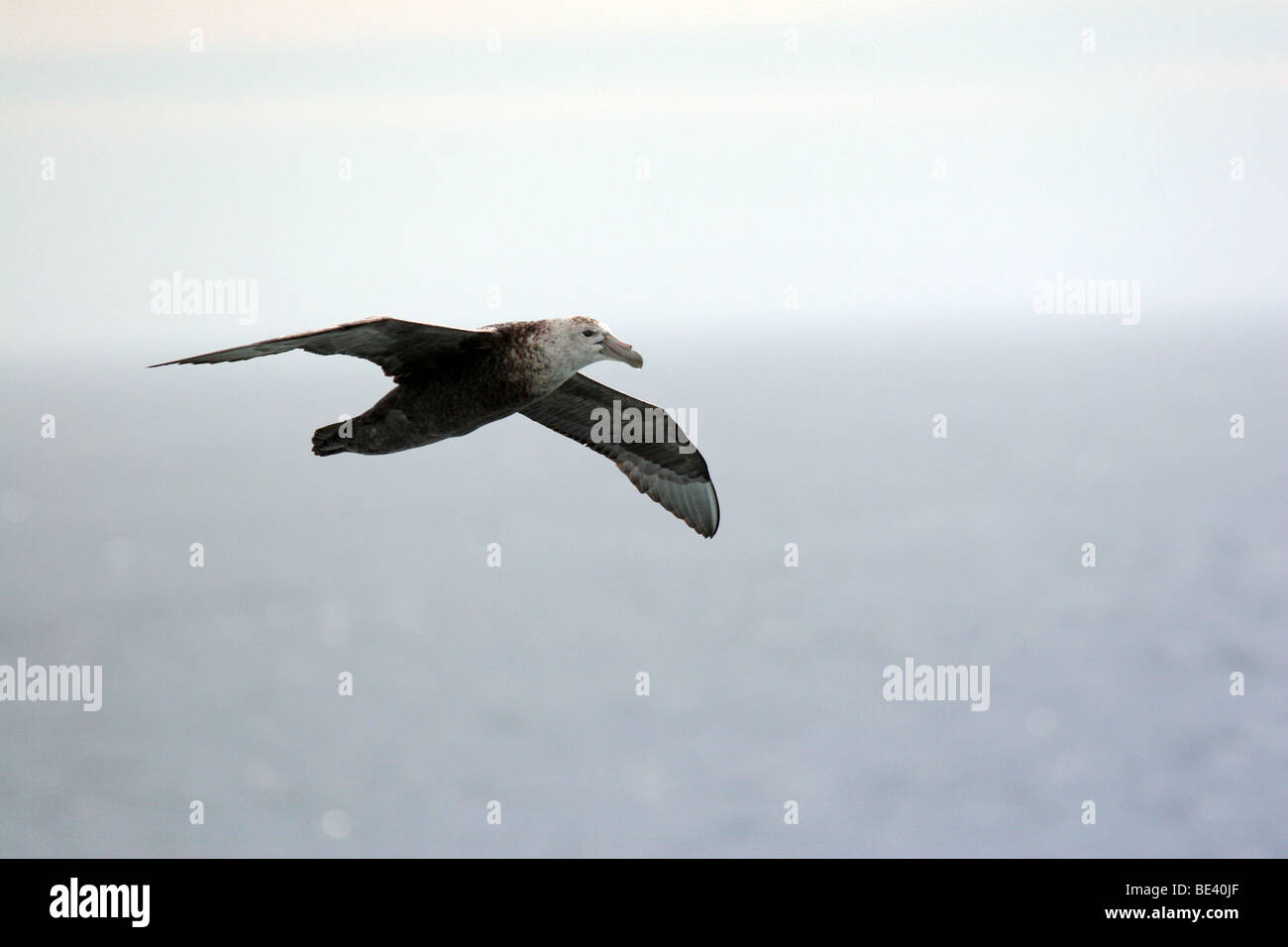 Southern Giant Petrel in the South Atlantic Ocean, en route to the ...