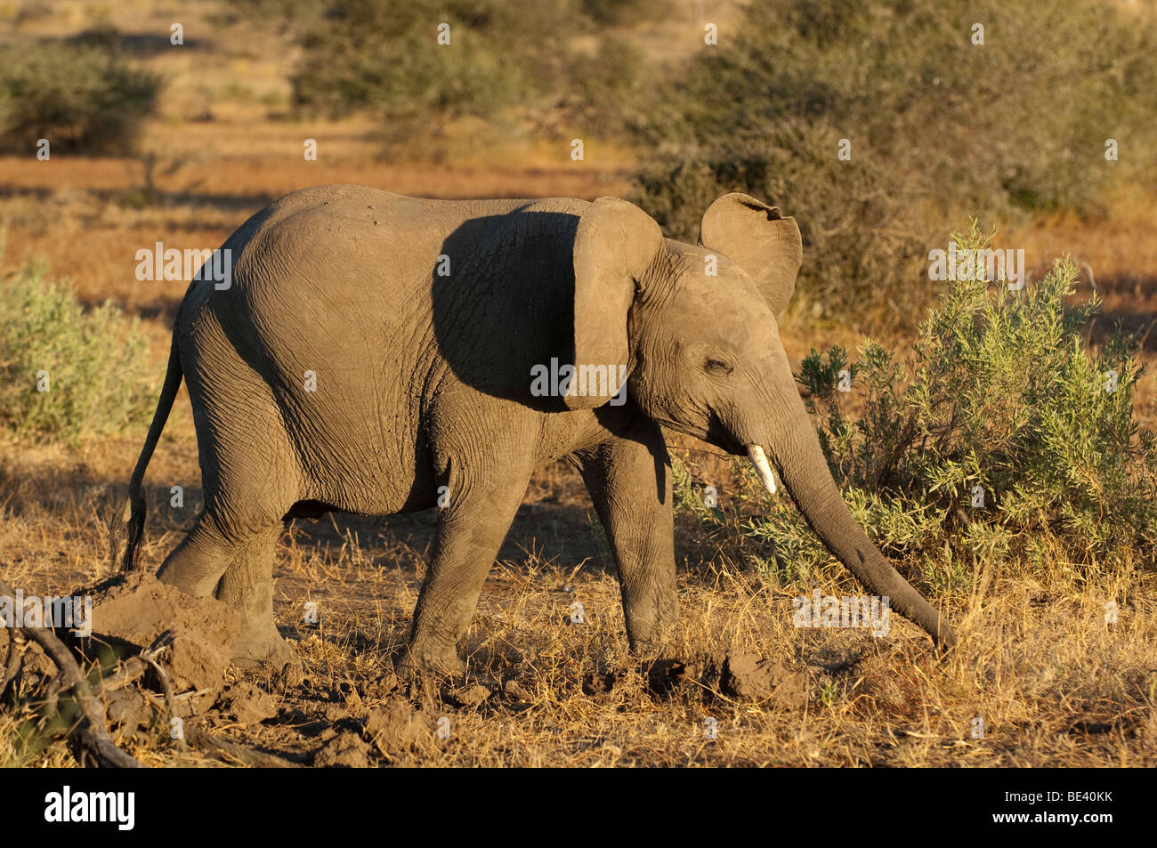African elephant ( Loxodonta africana africana), Tuli Block, Botswana ...