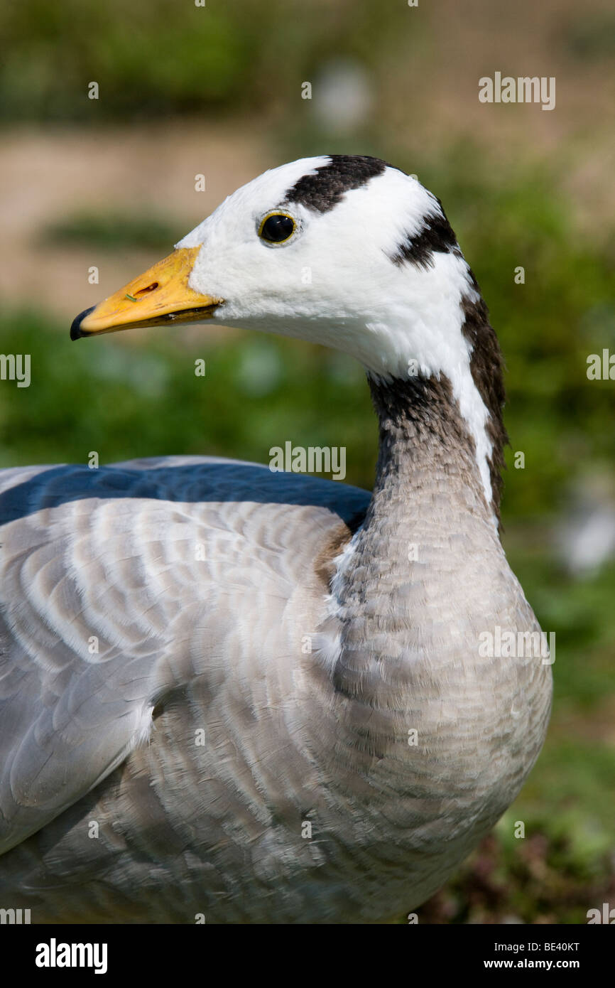 Bar-headed goose (Anser indicus Stock Photo - Alamy